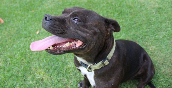 PERROS Potencialmente PELIGROSOS (PPP), ¿Qué Razas son?